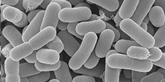 河北益存生物科技有限公司——专注微生态与人体健康关系研究！