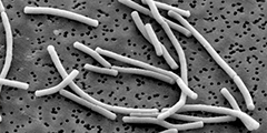 河北益存生物科技有限公司——专注微生态与人体健康关系研究！